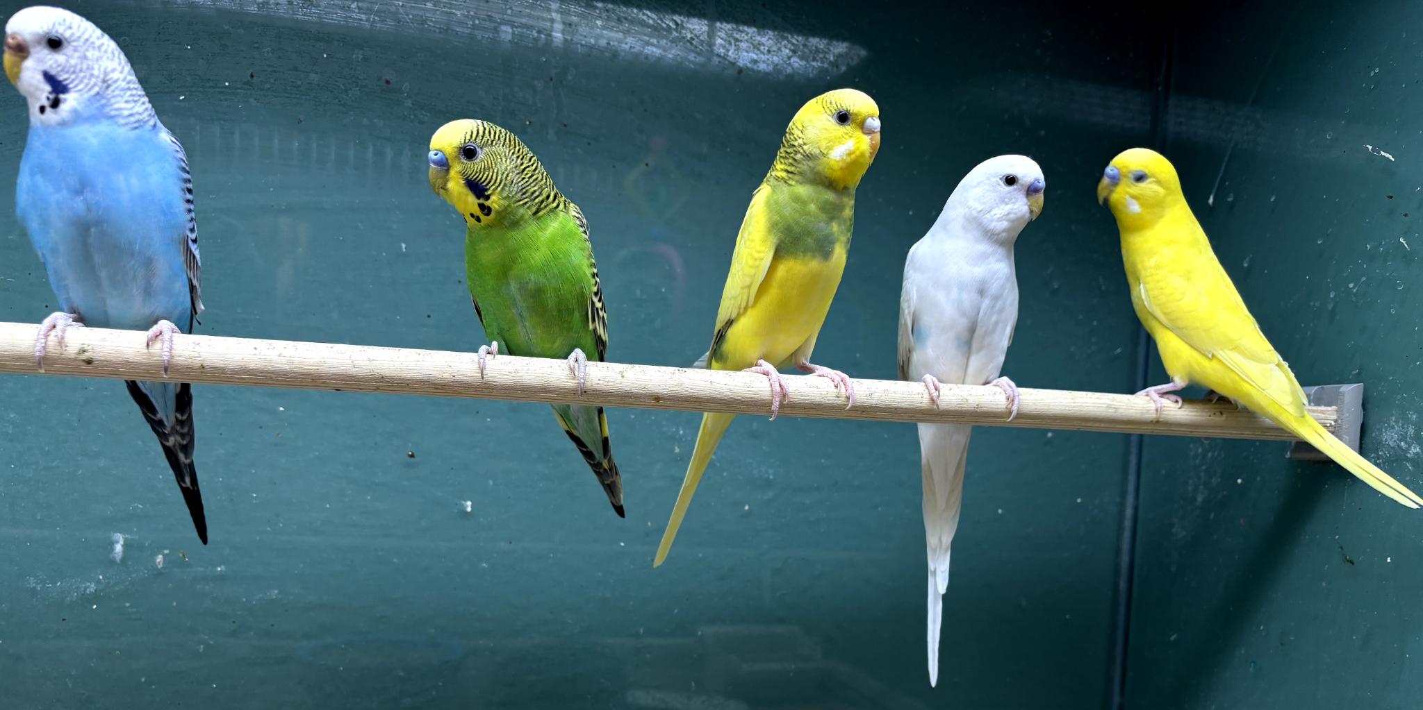 Buddies Bubbles Inc.