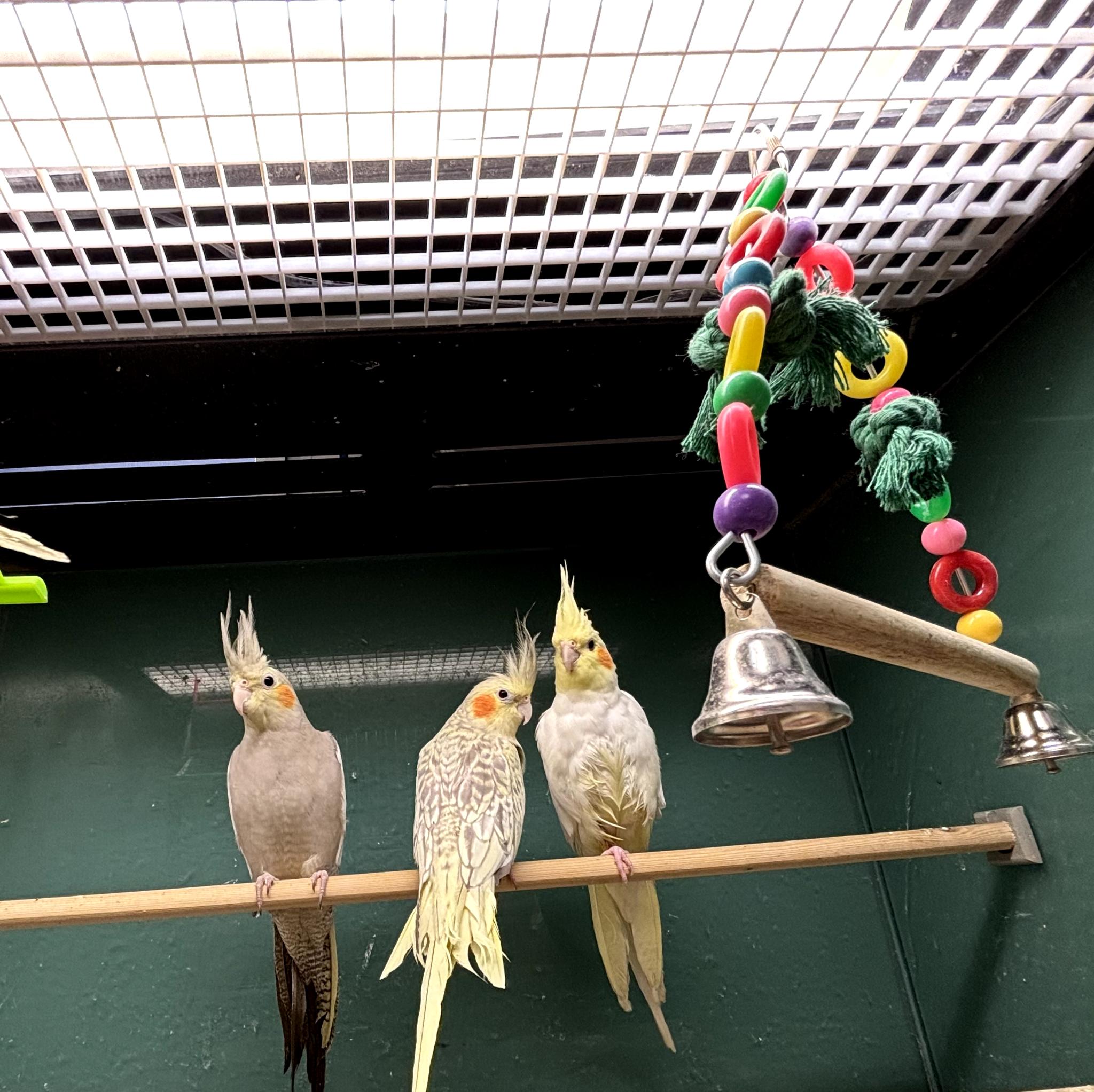 Buddies Bubbles Inc.